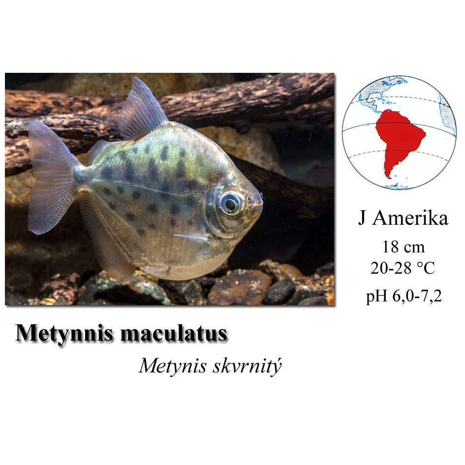 Metynis skvrnitý / Metynnis maculatus - SkloREX Akvaristika