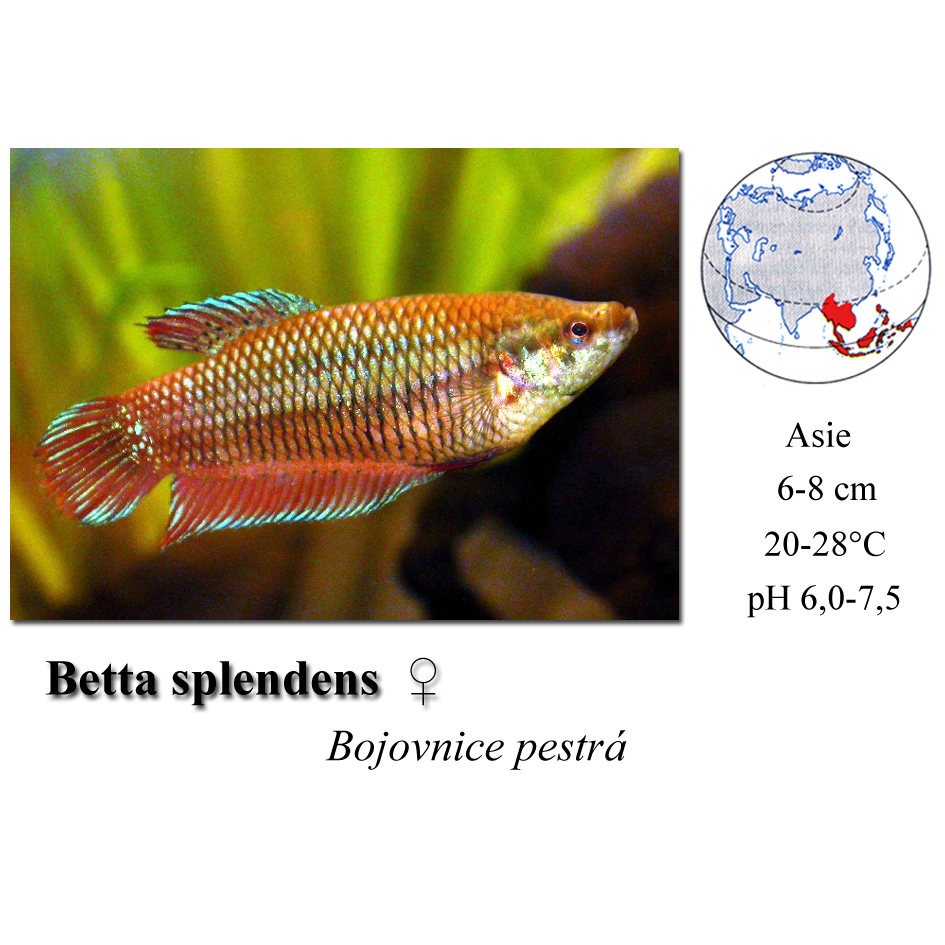 Bojovnice pestrá - samice / Betta splendens - SkloREX Akvaristika