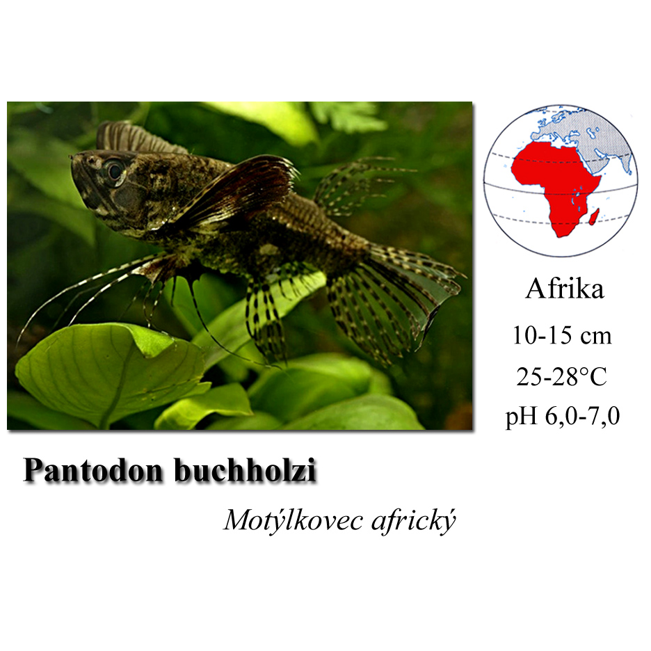 Motýlkovec africký / Pantodon buchholzi - SkloREX Akvaristika