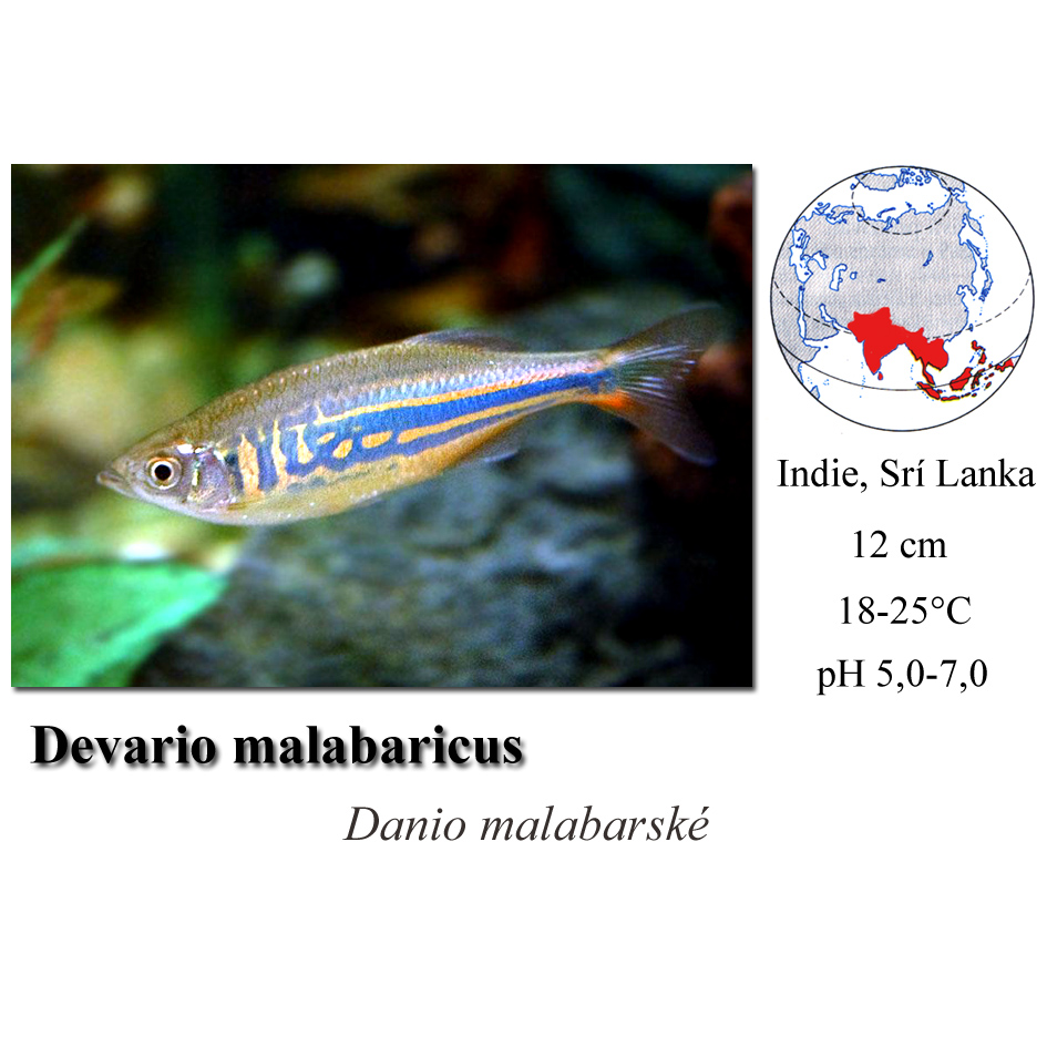 Dánio malabarské / Devario malabaricus - SkloREX Akvaristika