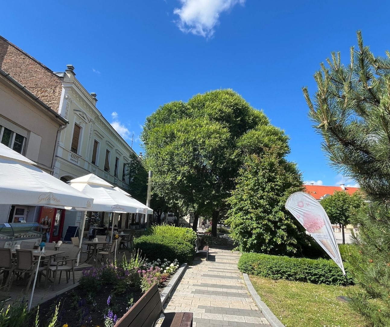 A legendás Szilaj növekedésű szilfa