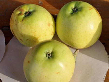 Jabloně – staré odrůdy - Ovocná školka Bojkovice | stareodrudy.org