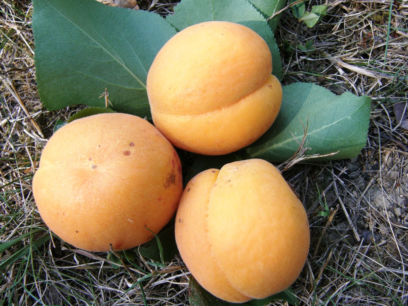 MERUŇKA 'HARGRAND' konzumní zralost: červenec - červenec - Ovocná ...