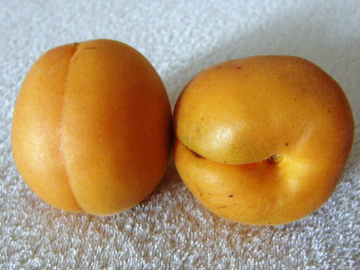 MERUŇKA 'POZDNĚ KVETOUCÍ' konzumní zralost: červen - červenec - Ovocná ...