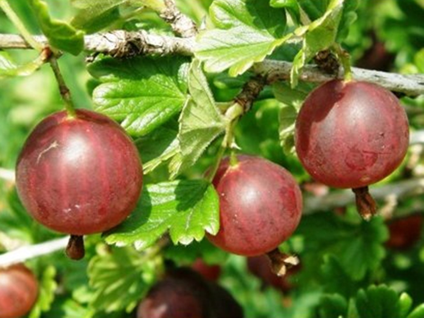 ANGREŠT 'SPINEFREE' konzumní zralost: červenec - červenec - Ovocná ...