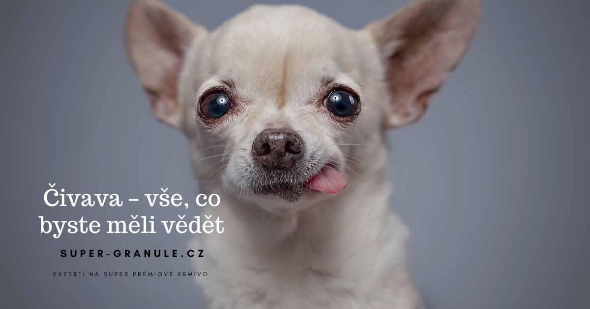 Čivava – vše, co byste měli vědět