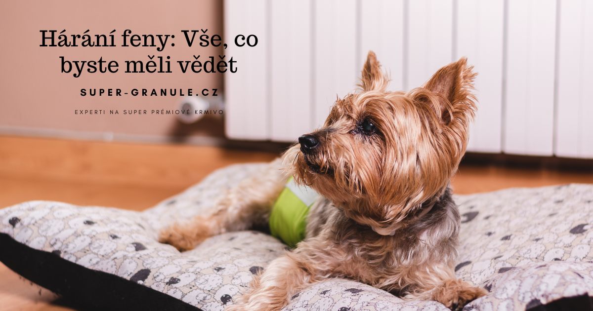 Hárání feny: Vše, co byste měli vědět