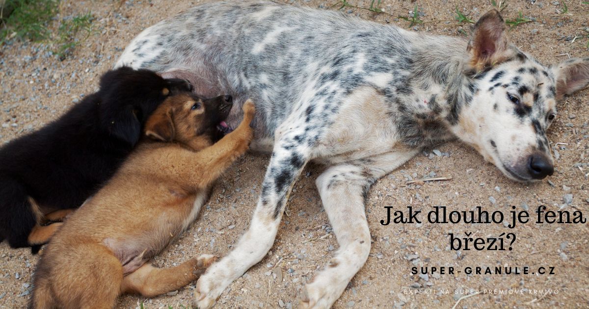 Jak dlouho je fena březí? (březost feny a vše, co potřebujete vědět)