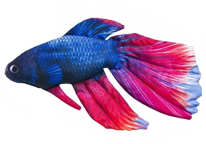 GABY plyšová ryba - beta Bojovnice pestrá 53 cm , hračka a polštář ...