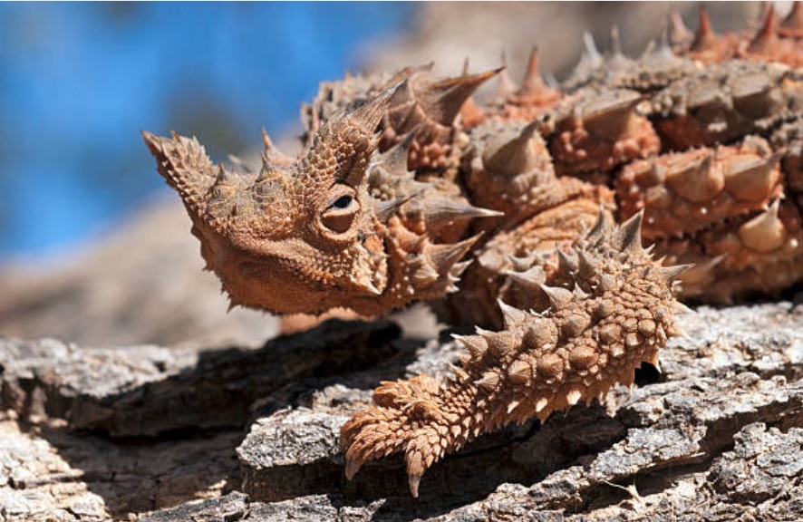 Moloch ostnitý: Život v přírodě | TeraSvět.cz