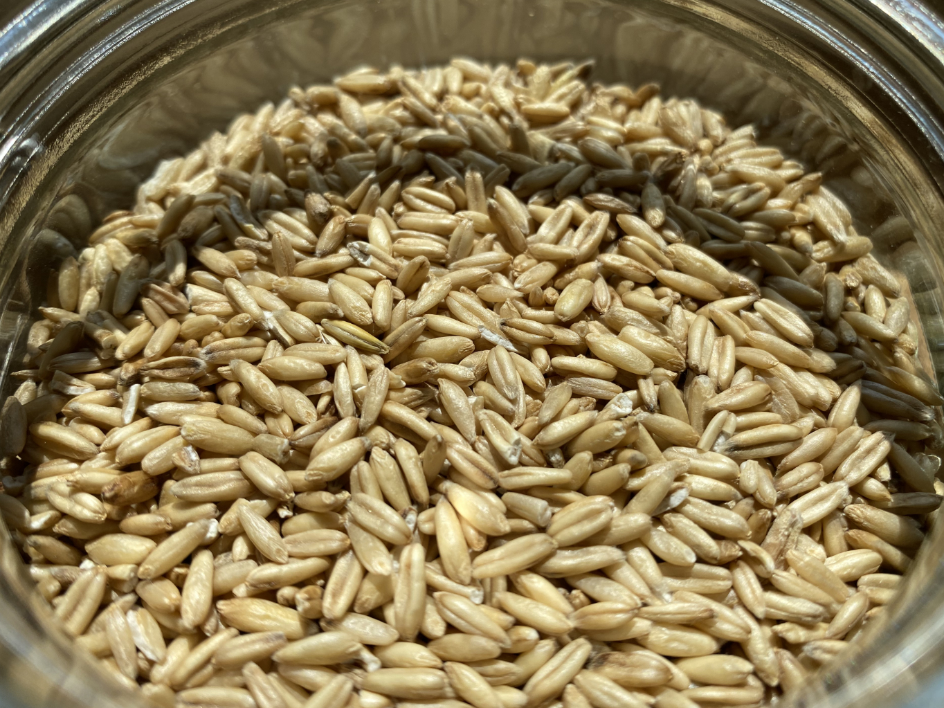 Oves - BIO semínka na vločkování - Tiny Greens