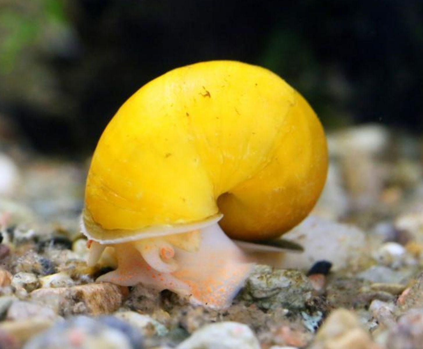 Ampullaria australis - Yellow - Toprybicky