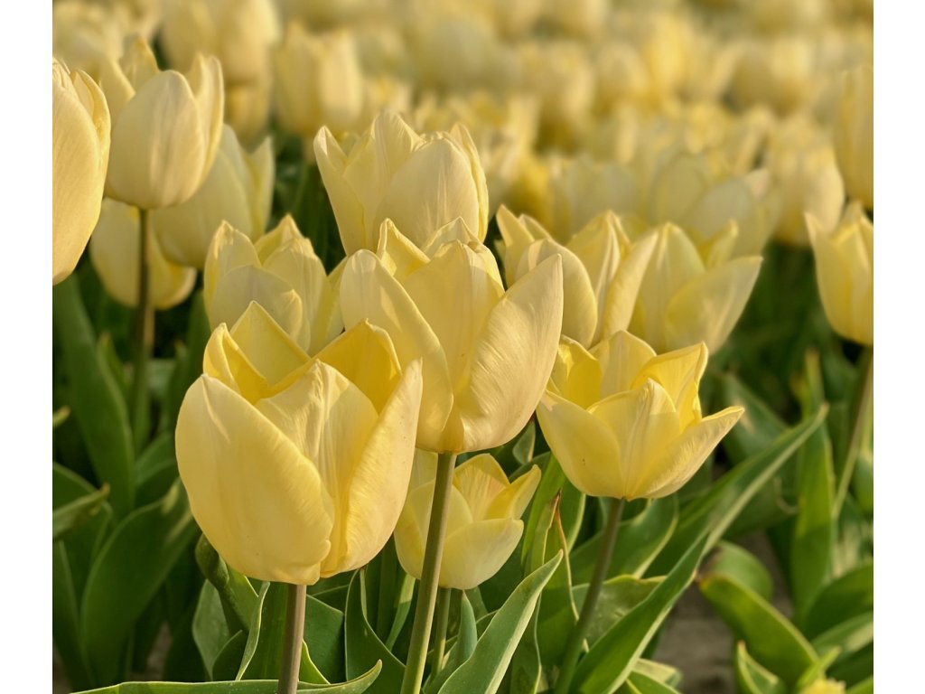 SUNNY PRINCE - ŽLUTÝ TULIPÁN, Tulipány z Holandska