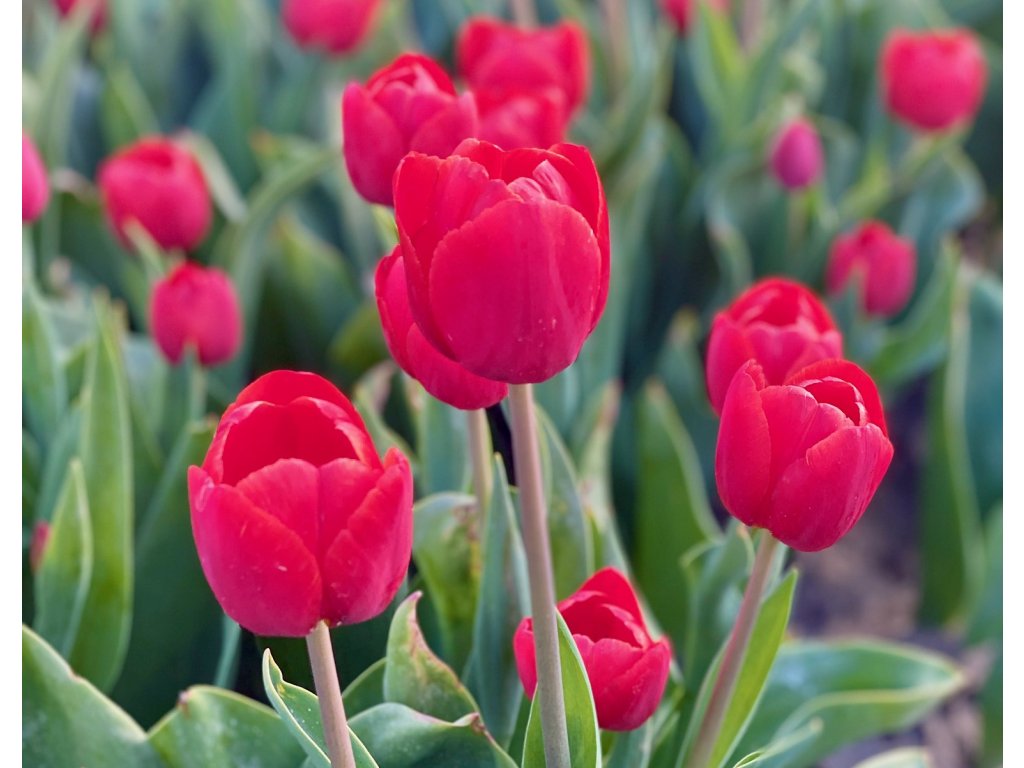 VERANDI - ČERVENÝ TULIPÁN, Tulipány z Holandska