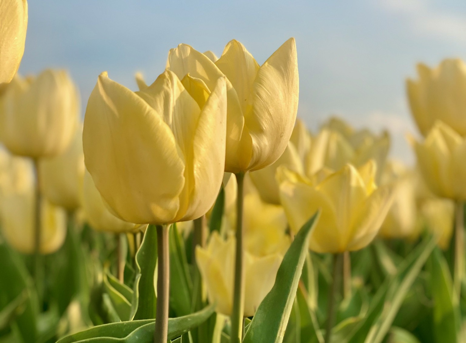 SUNNY PRINCE - ŽLUTÝ TULIPÁN, Tulipány z Holandska