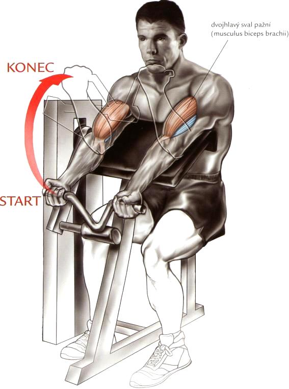 Cviky na biceps - Klasické aj menej tradičné cviky na biceps