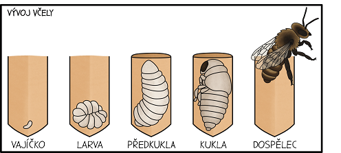Světový den včel - Aktivity pro děti | UnoDuo.cz