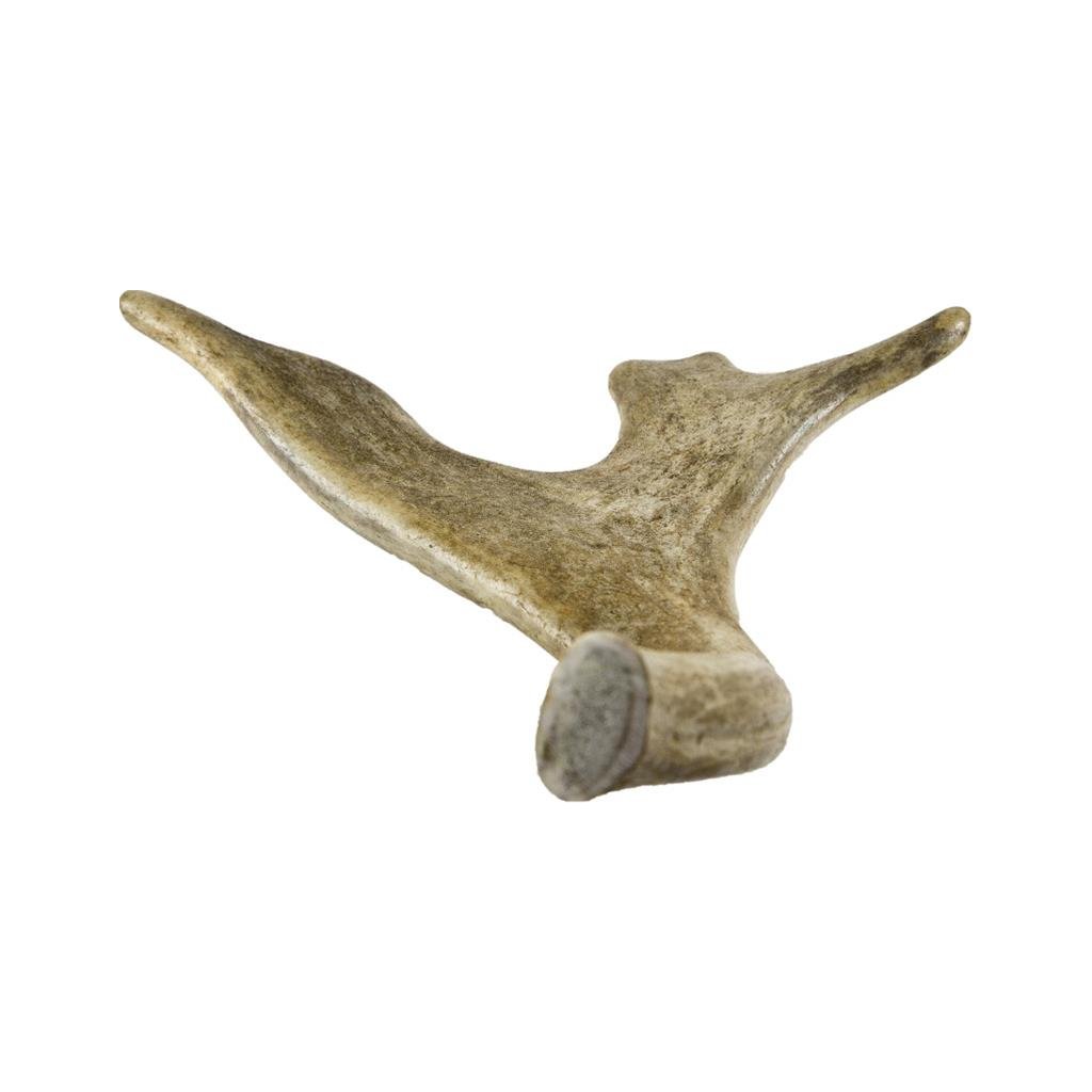 Dančí paroh gigant 180-230g - UPejska.cz