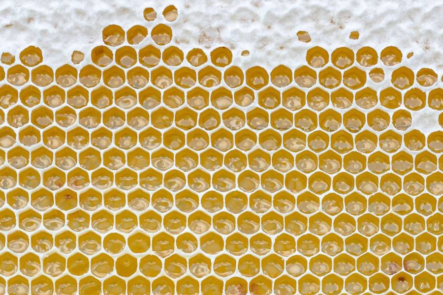 Včely a med ve filmu a televizi | Včelařství Domovina