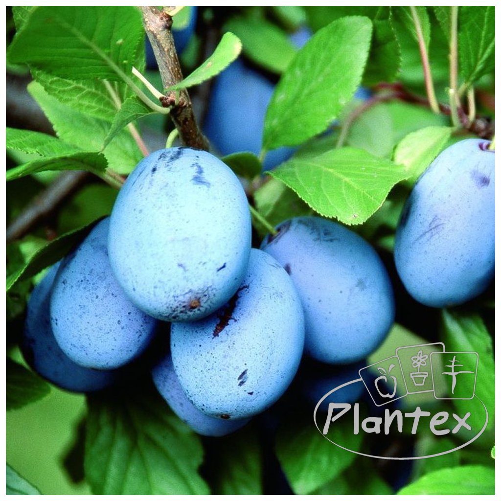 Slivky | E-shop | Záhrada Plantex