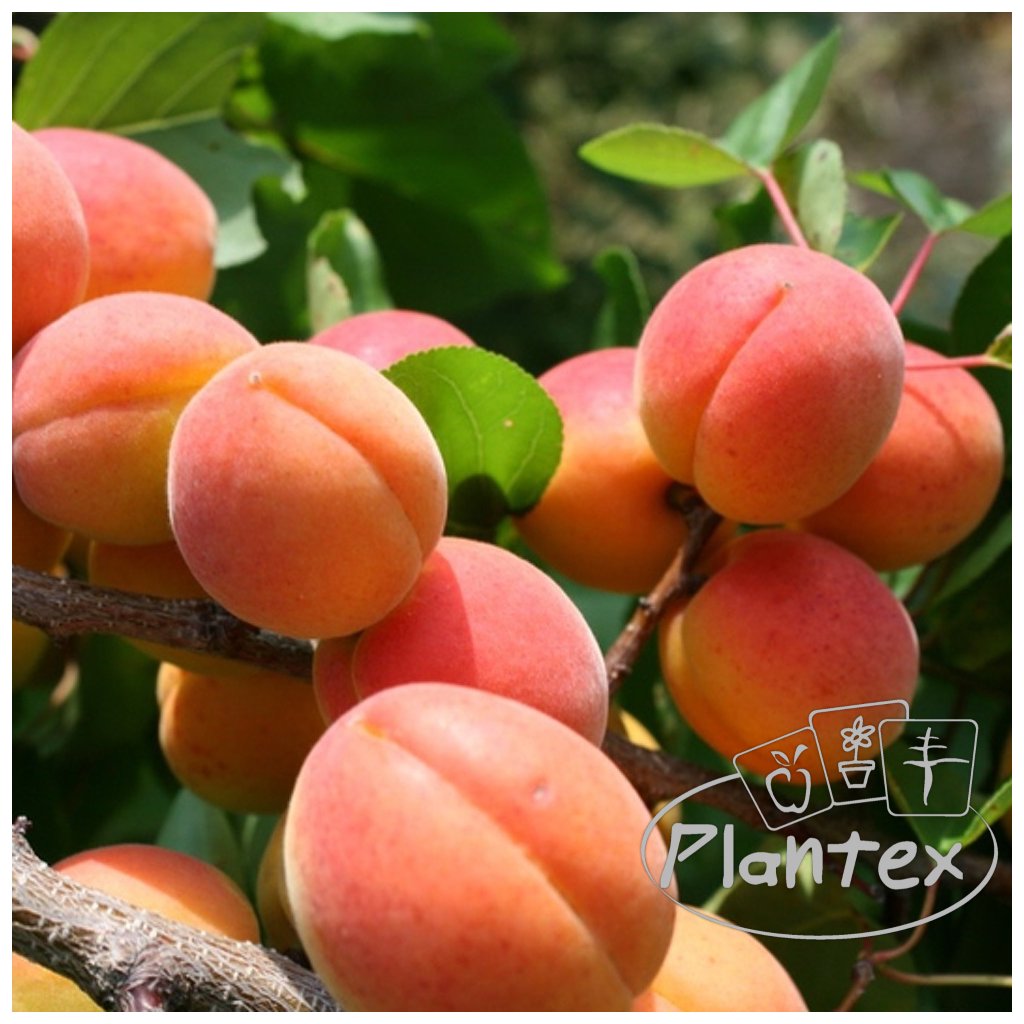 Marhule | E-shop | Záhrada Plantex