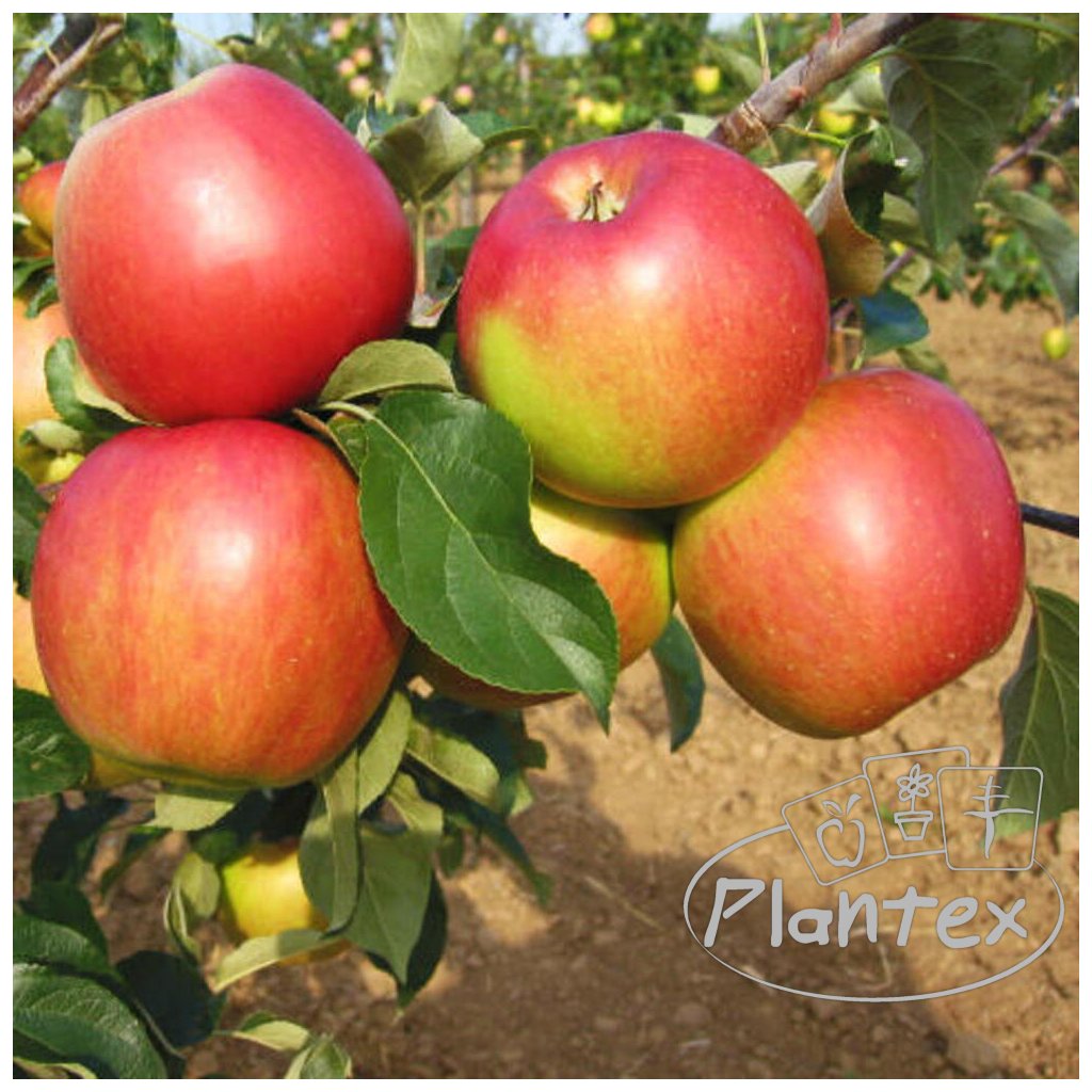 Jablone | E-shop | Záhrada Plantex