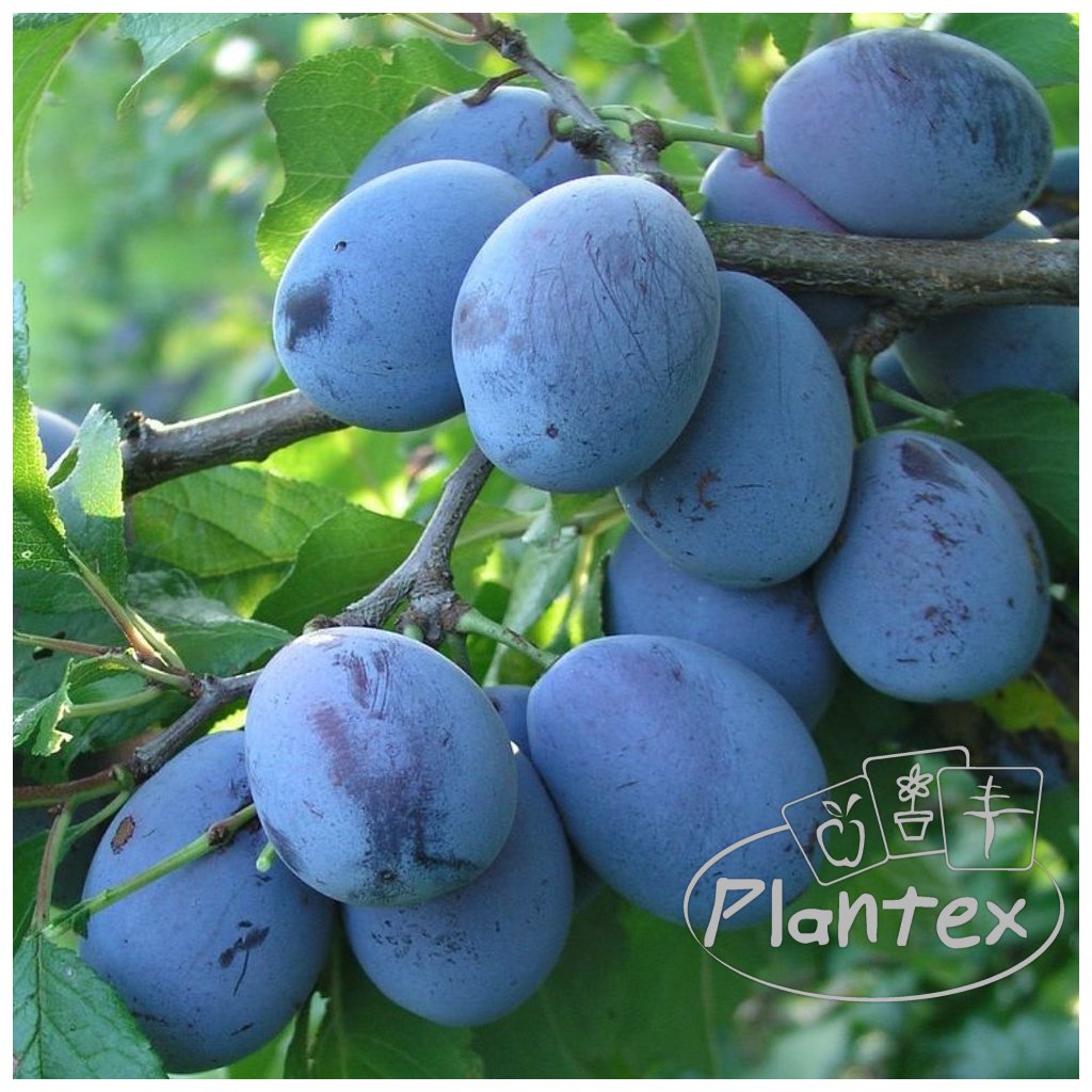 Slivky | E-shop | Záhrada Plantex