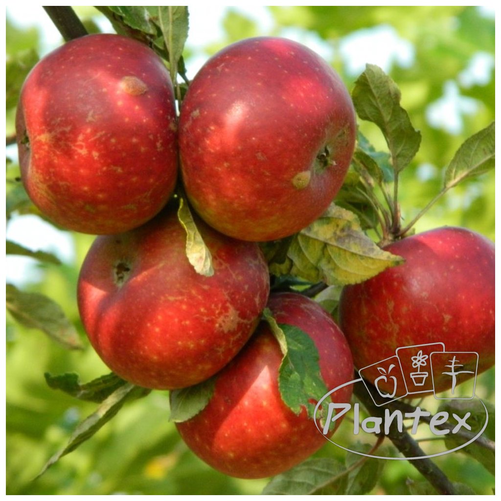 Jablone | E-shop | Záhrada Plantex