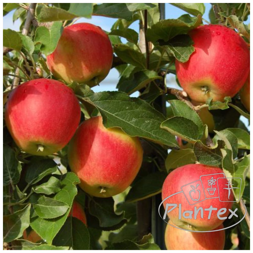 Jablone | E-shop | Záhrada Plantex