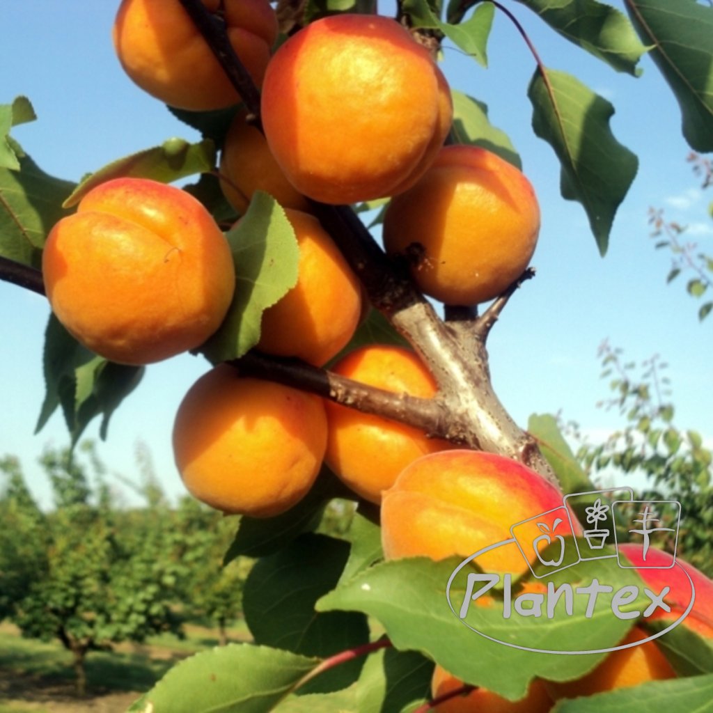 Marhule | E-shop | Záhrada Plantex