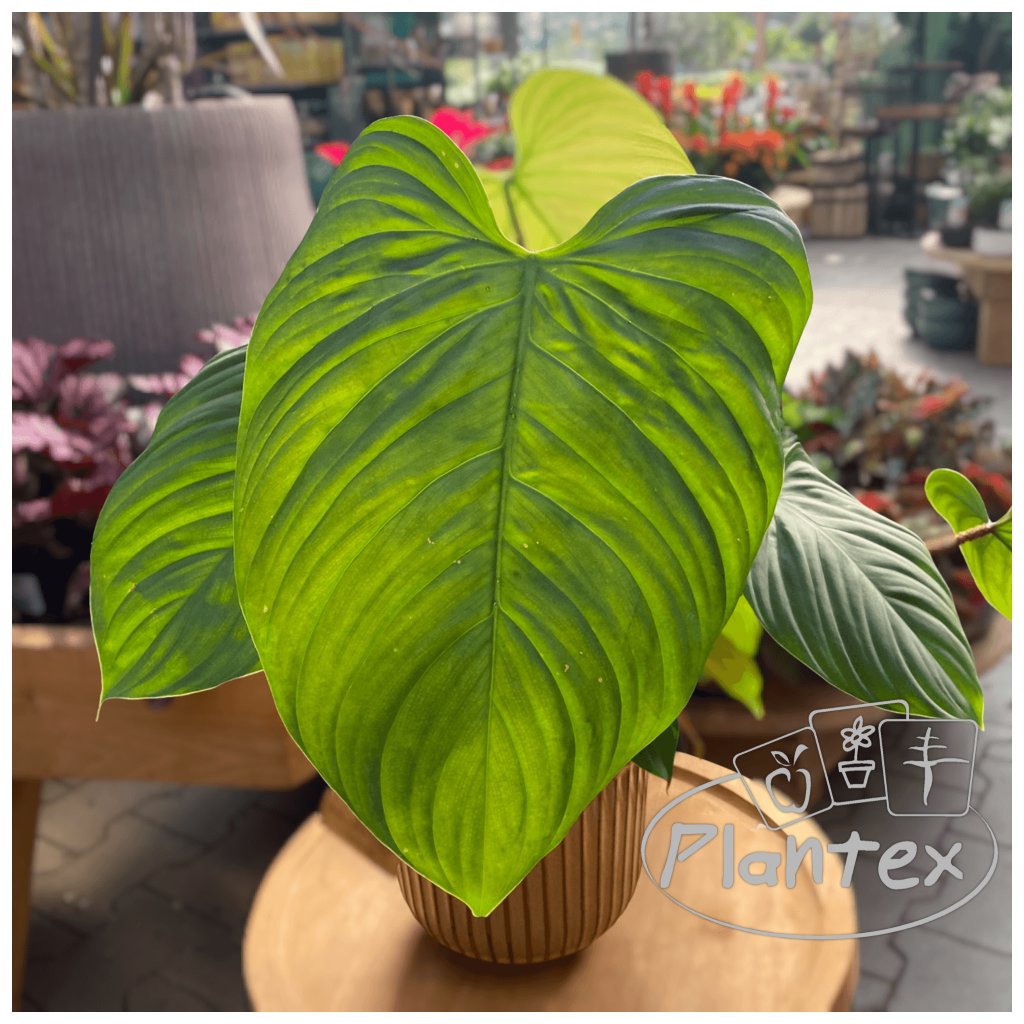 PHILODENDRON FUZZY PETIOLE l Izbové rastliny l Plantex