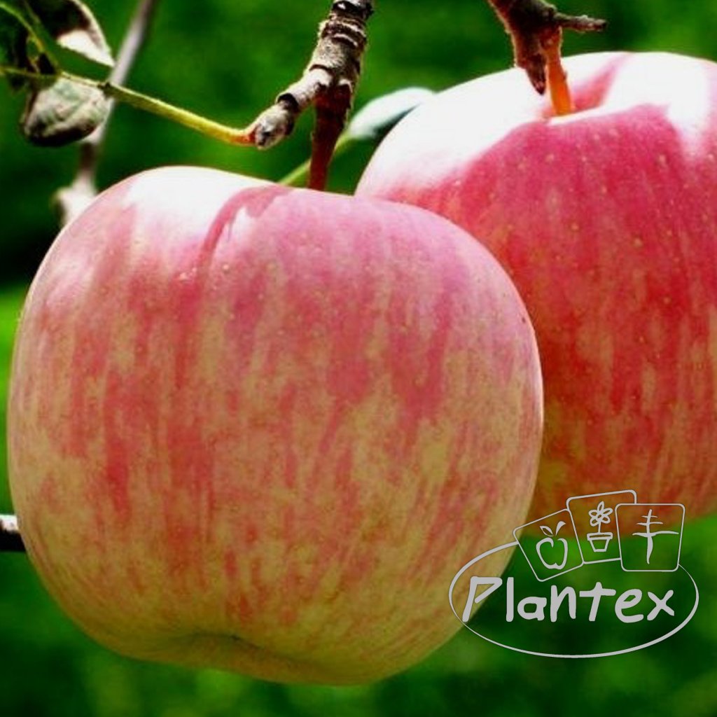 Jablone | E-shop | Záhrada Plantex