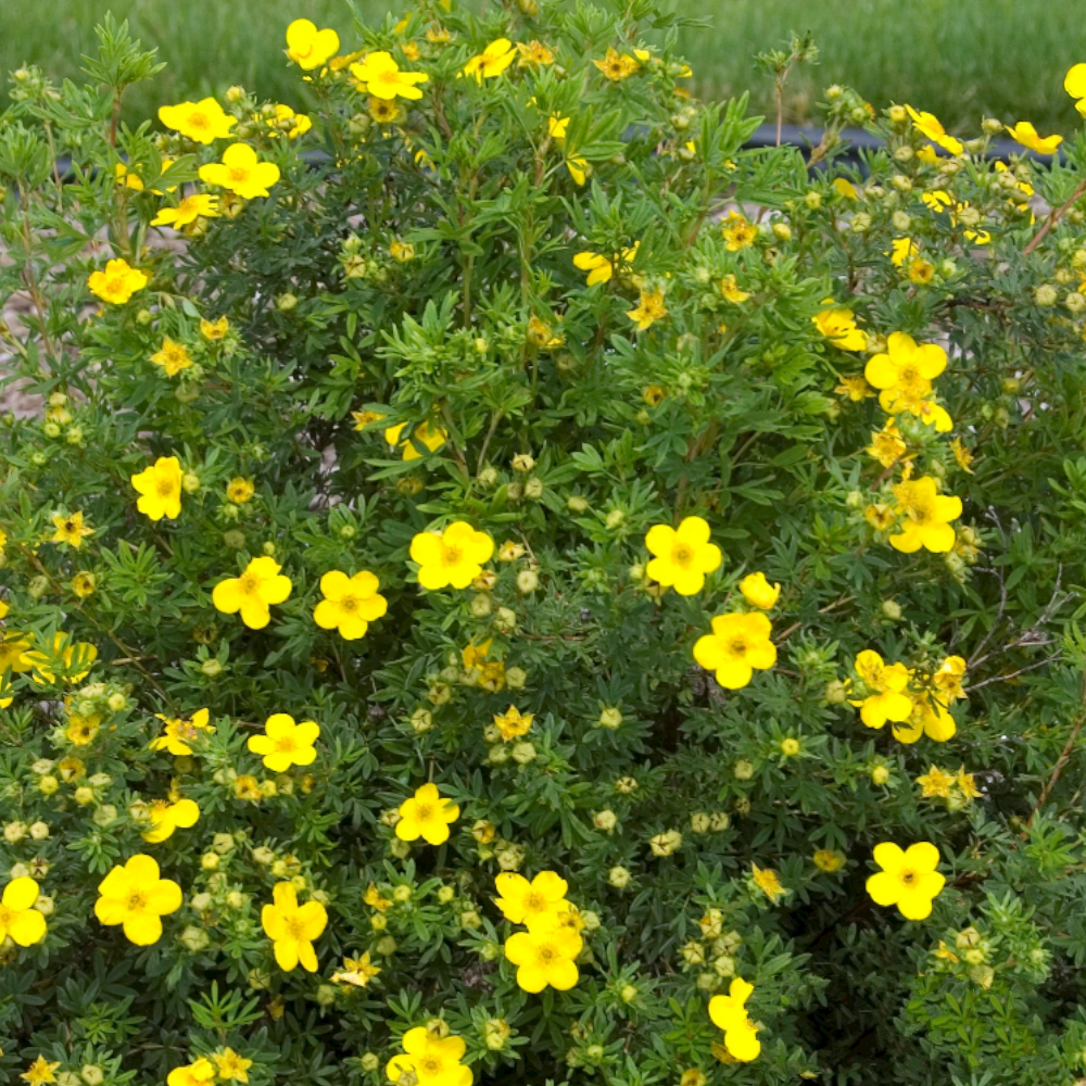 NÁTRŽNÍK KROVITÝ - GOLDFINGER l Kvitnúce kry a dreviny l Plantex