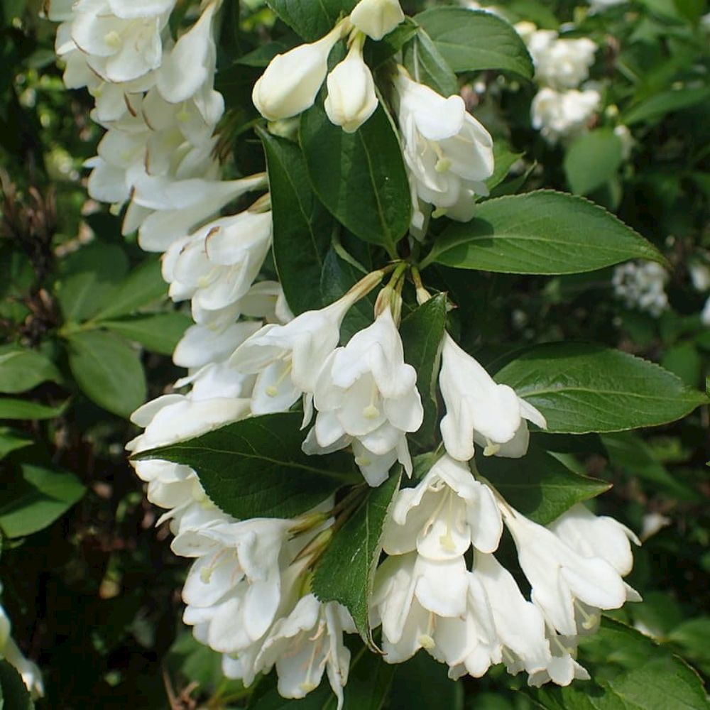 VAJGELA KVETNATÁ - CANDIDA l Kvitnúce kry a dreviny l Plantex