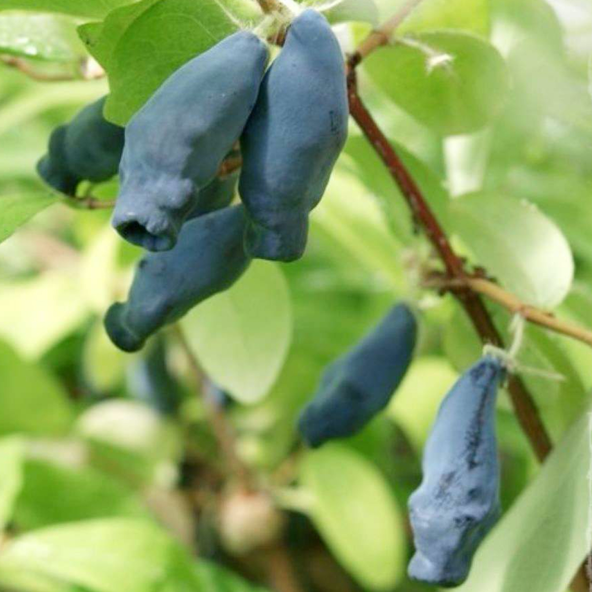 ZEMOLEZ KAMČATSKÝ - KALINKA l Zemolezy l Plantex