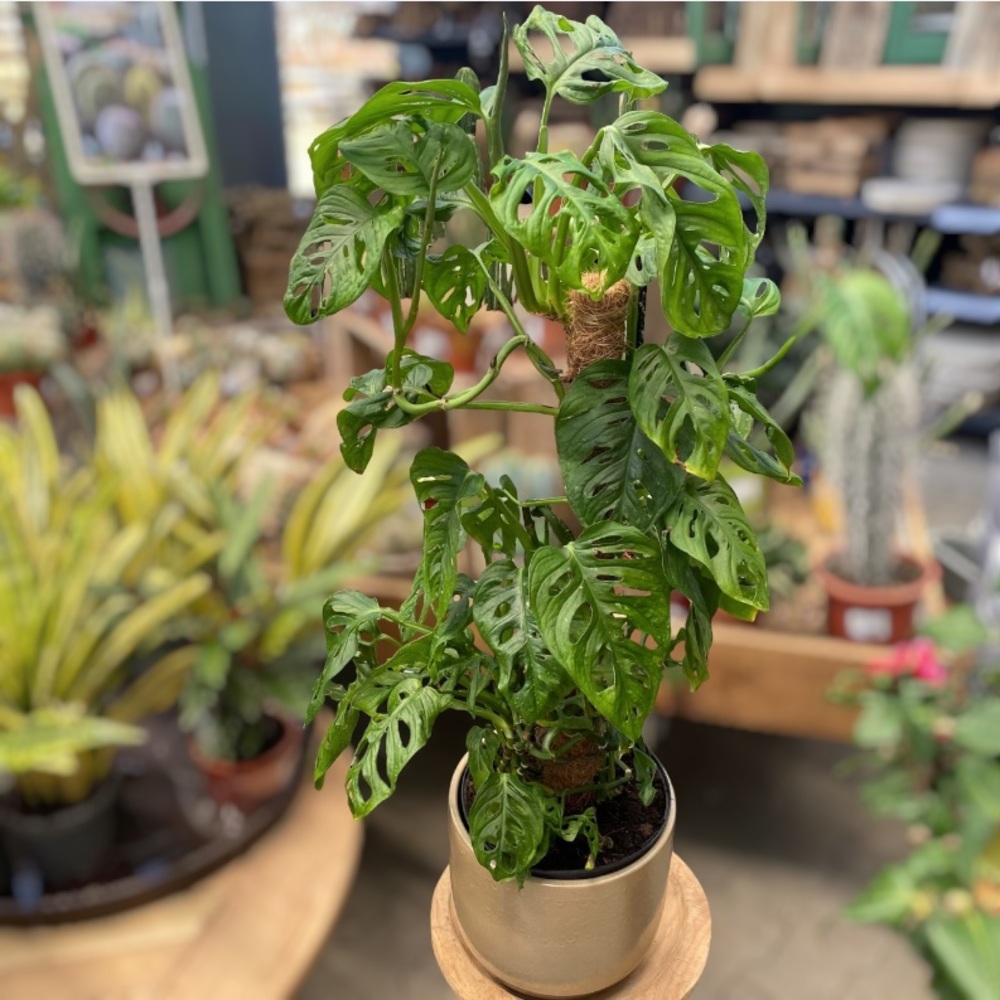 MONSTERA ADANSONII - MONKEY LEAF l IZBOVÉ RASTLINY l Plantex