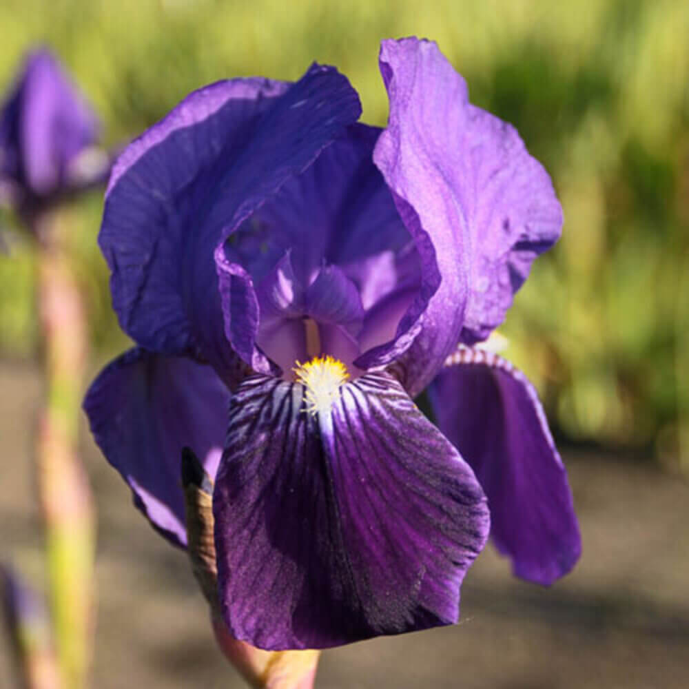 KOSATEC NEMECKÝ - ELEANOR ROOSEVELT l Trvalky l Plantex