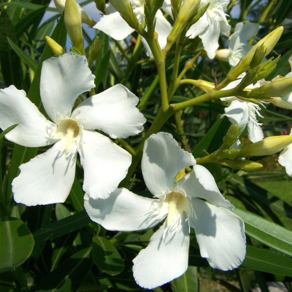 OLEANDER OBYČAJNÝ - SOEUR AGNES l Kvitnúce kry a dreviny l Plantex