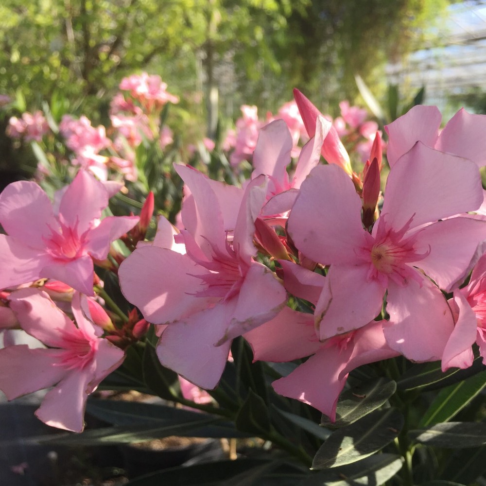 OLEANDER OBYČAJNÝ - EMILIE (KMIENOK) l Kvitnúce kry a dreviny l Plantex