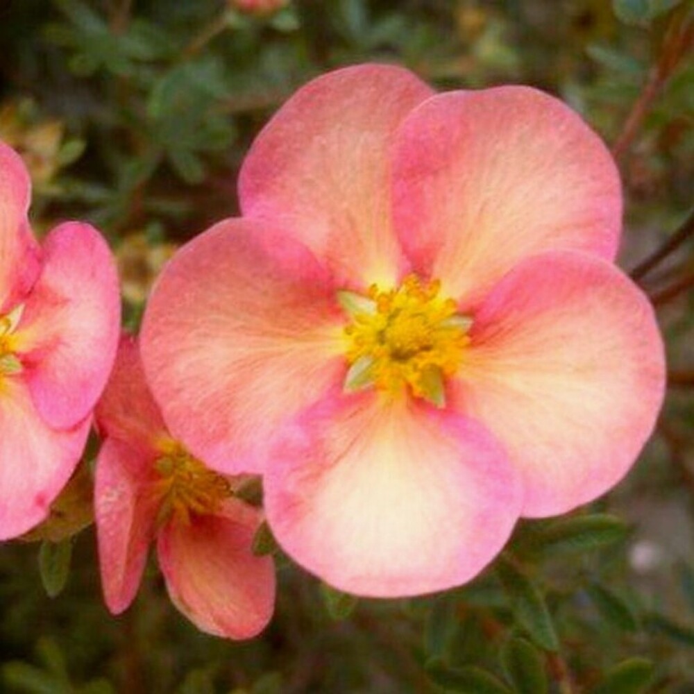 NÁTRŽNÍK KROVITÝ - GLAMOUR GIRL l Kvitnúce kry a dreviny l Plantex