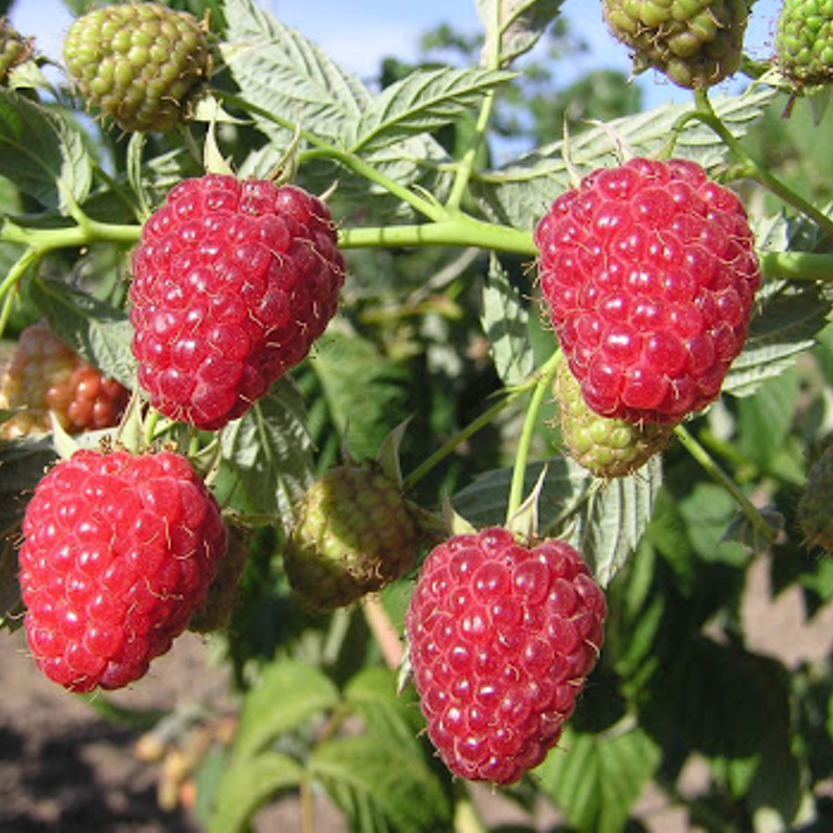 MALINA AUTUMN BLISS l Maliny l Plantex