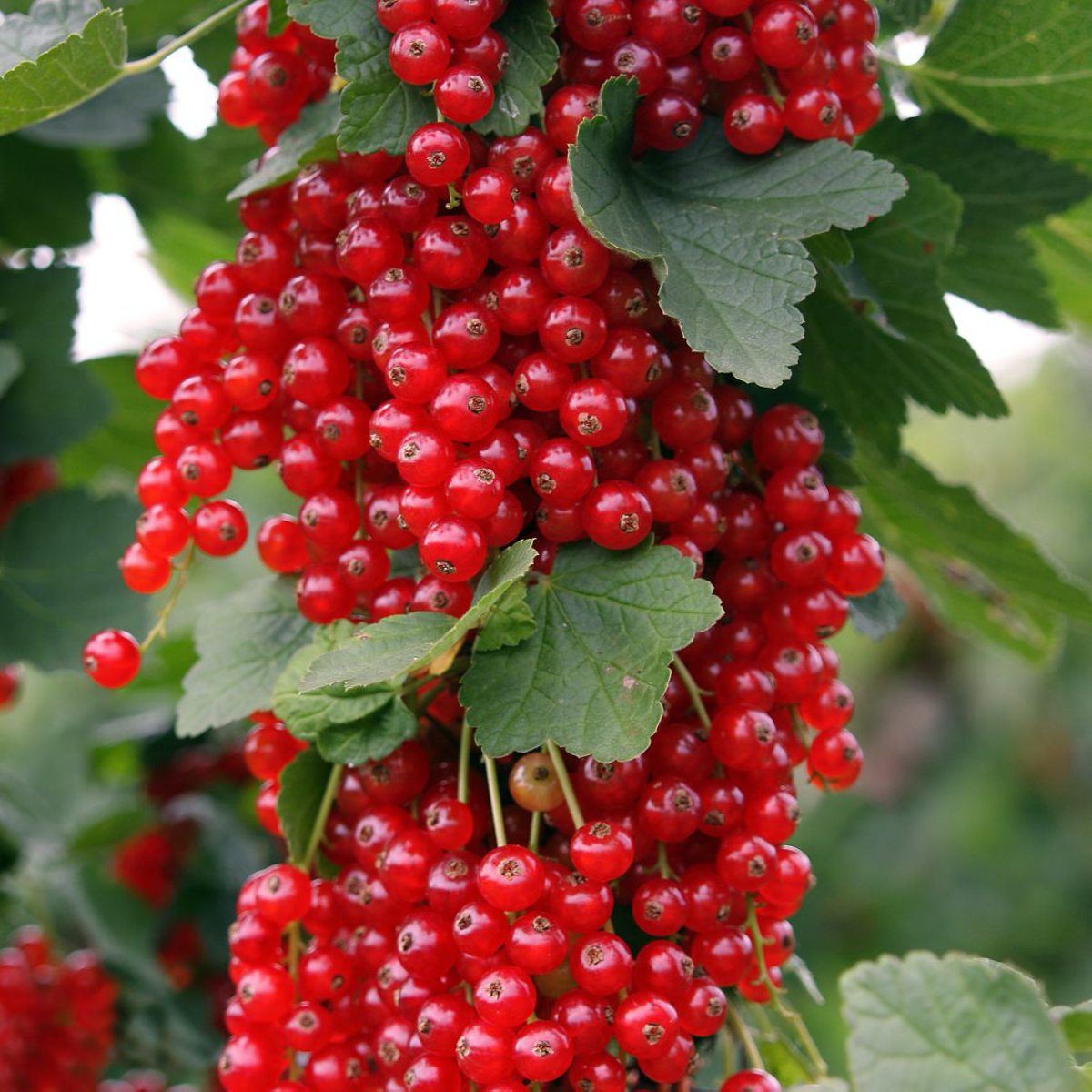 RÍBEZĽA ROVADA - STROMČEK (KONTAJNER) l Ríbezle l Plantex