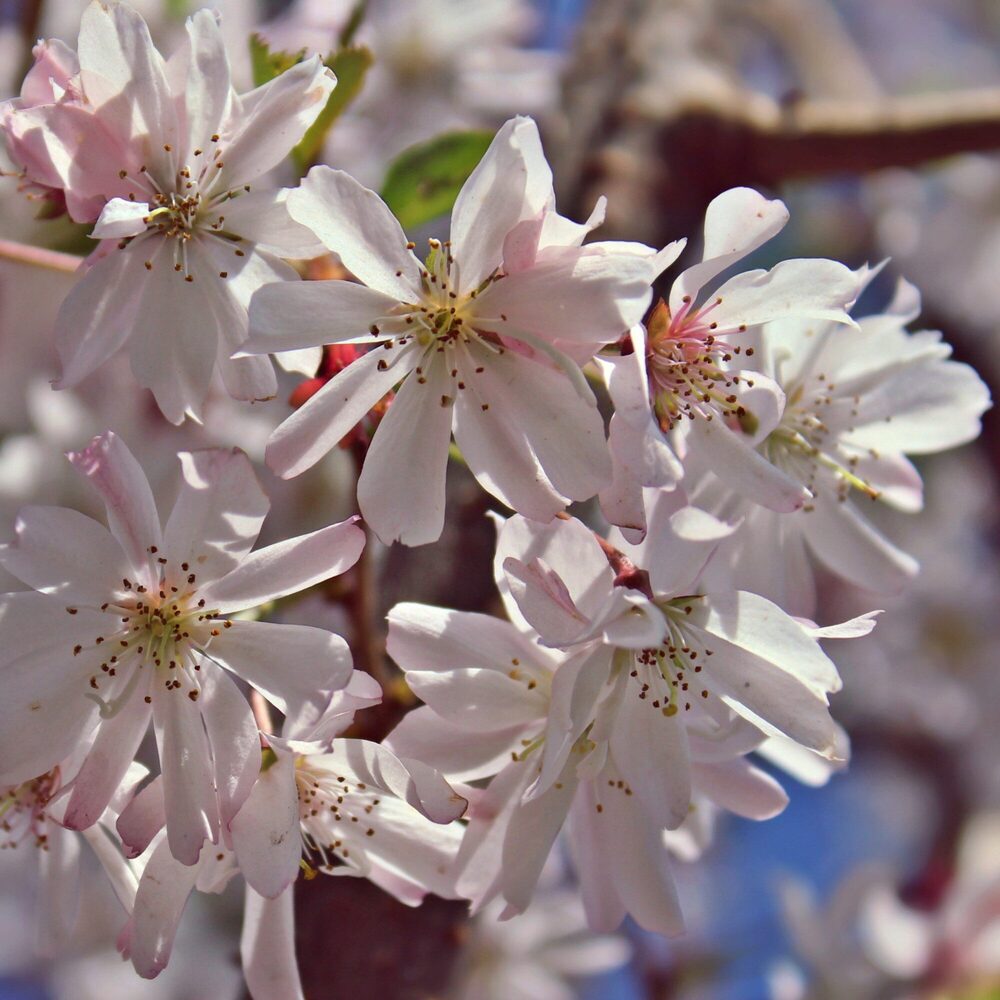OKRASNÁ VIŠŇA - AUTUMNALIS ROSEA l Kvitnúce kry a dreviny l Plantex