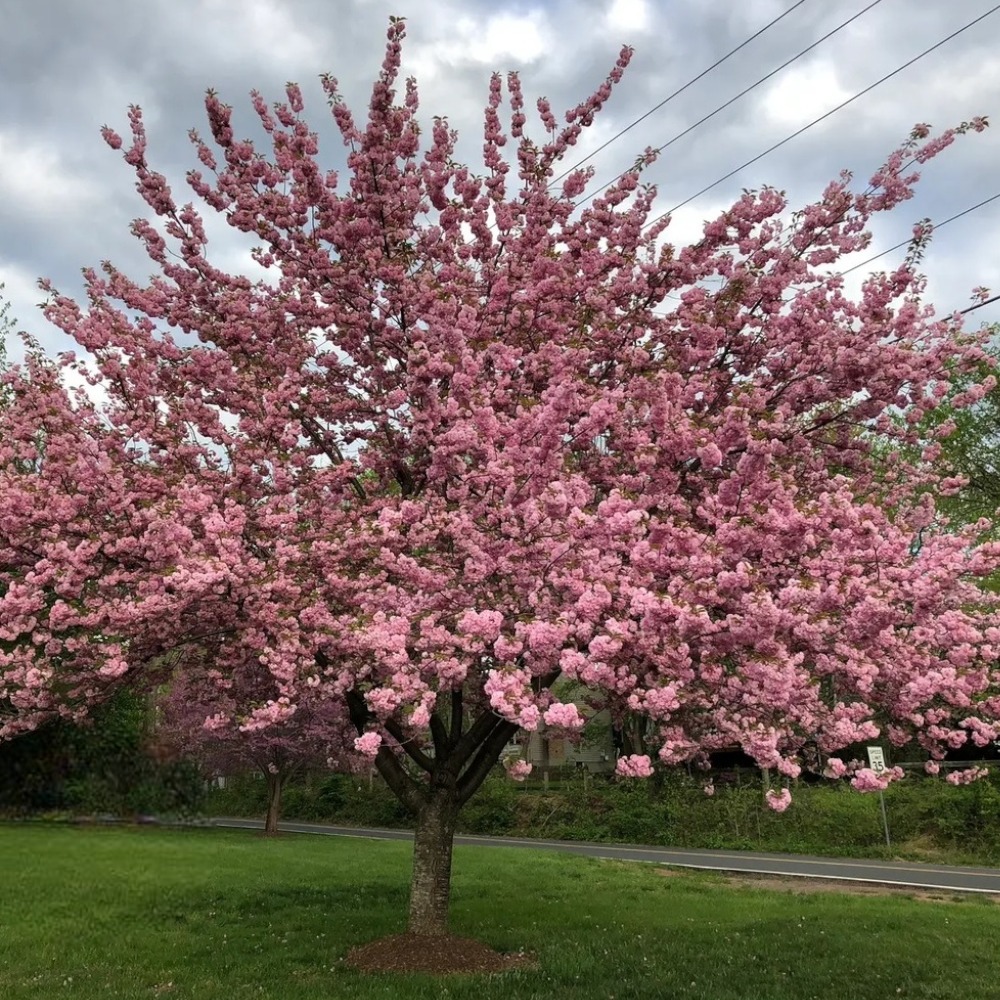 OKRASNÁ ČEREŠŇA - KANZAN l Kvitnúce kry a dreviny l Plantex