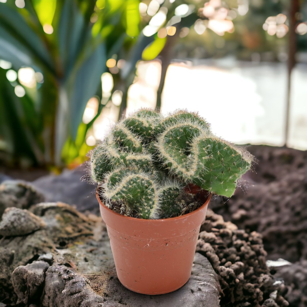 OPUNTIA TUNA CRESTATA l Kaktusy a sukulenty l Plantex