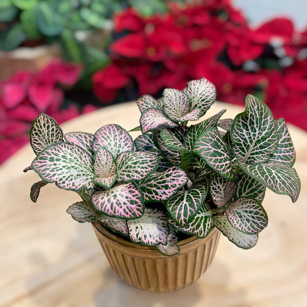 FITTONIA PINK VEINS l Ostatné l Plantex