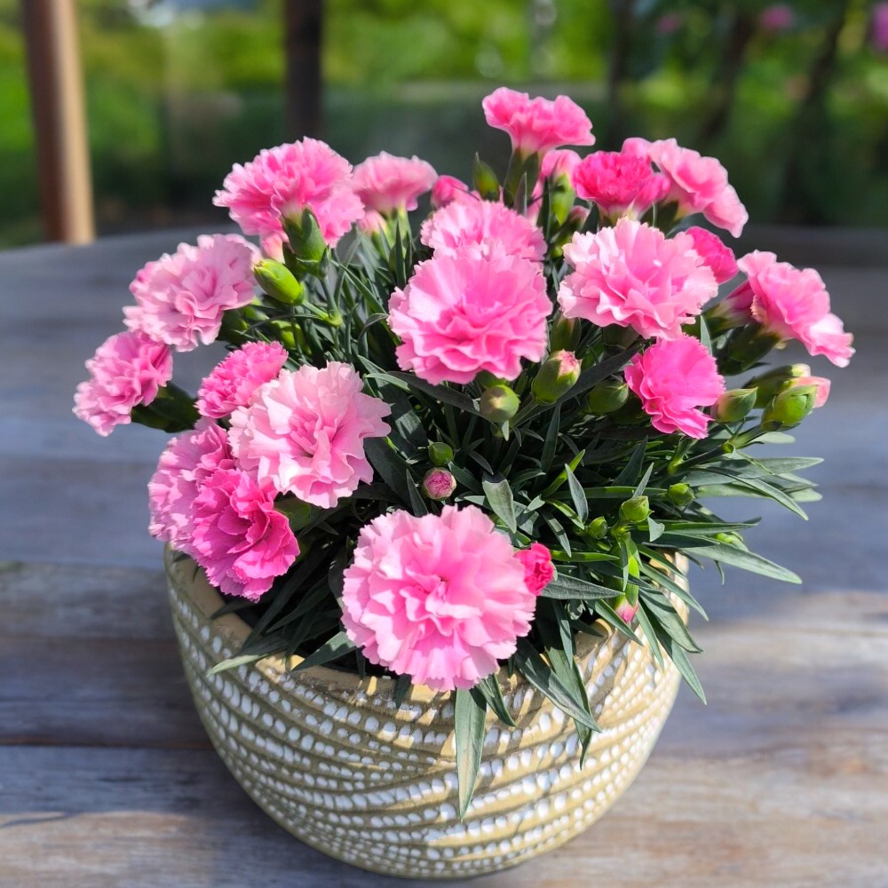 KLINČEK ZÁHRADNÝ - I LOVE U l Kvitnúce kry a dreviny l Plantex