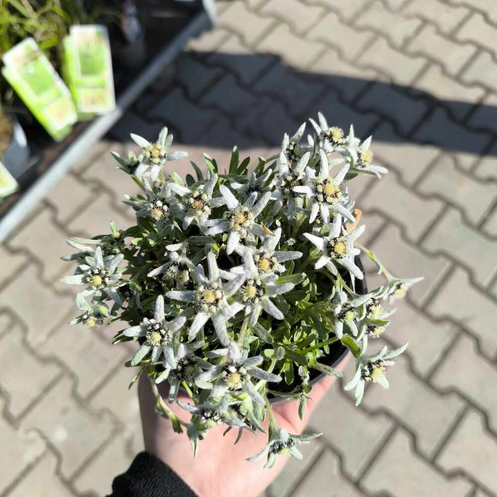 PLESNIVEC ALPÍNSKY l Kvitnúce kry a dreviny l Plantex