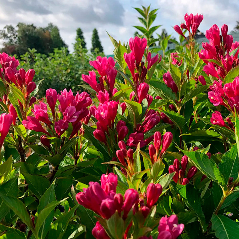 VAJGELA KVETNATÁ - BIG LOVE l Kvitnúce kry a dreviny l Plantex