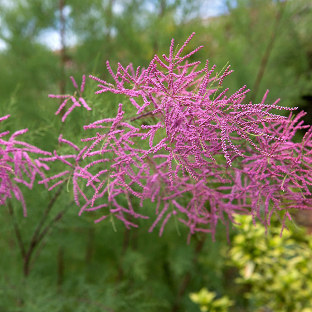 TAMARIŠKA KASPICKÁ - RUBRA l Kvitnúce kry a dreviny l Plantex
